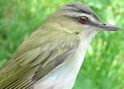 migration research foundation mcgill bird observatory
