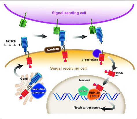 The Canonical Notch Signaling Pathway Notch Signaling Pathway Is