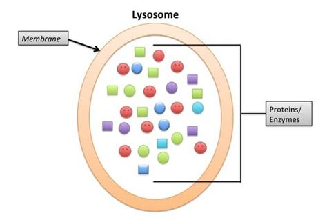 Lysosome Definition Function And Structure Biology Dictionary