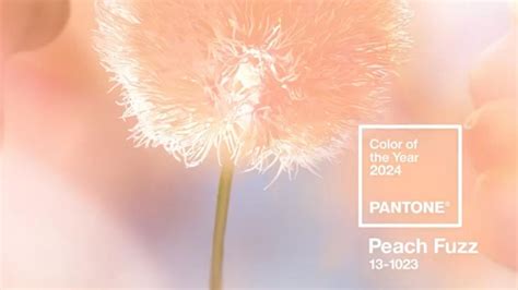 Peach Fuzz Conoce El Color Que Pantone Ha Elegido Para Representar