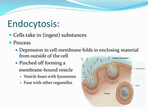 Ppt Cellular Transport Powerpoint Presentation Free Download Id