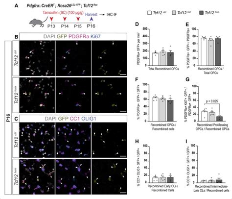 Tcf12 Inactivation In Opcs In Vivo Results In Proliferation Defects