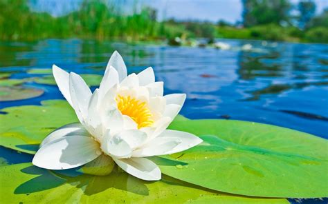 Lotus Flower Meaning And Symbolism Mythologian Net