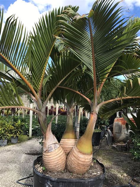 200g 48 Triple Bottle Palm Specimen Multi 8ft Ht