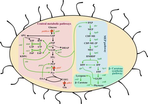 A Metabolic Engineering Strategy For Efficient Formation Of β Carotene