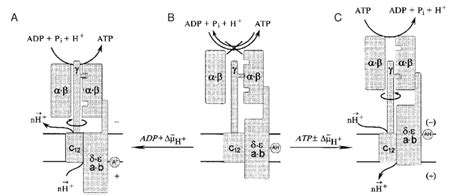 Schematic Representation Of The Unidirectional Operation Of The