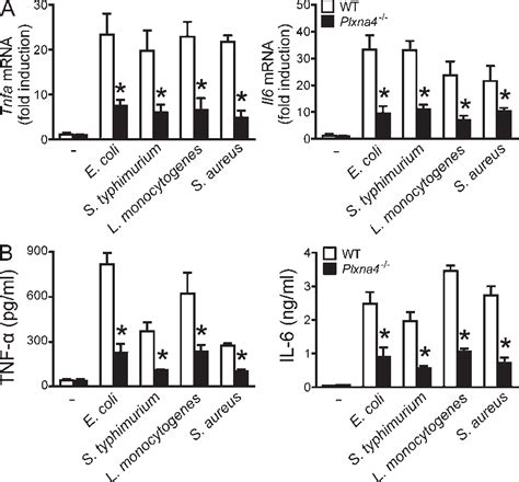 Figure 2 From Plexin A4 Semaphorin 3a Signaling Is Required For Toll