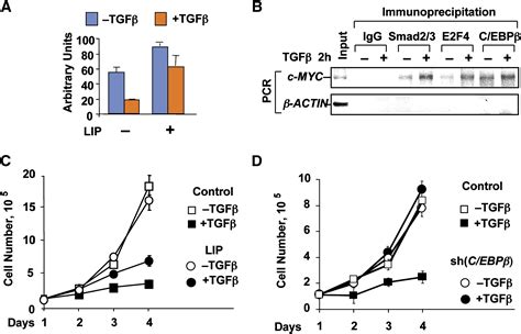C Ebpβ At The Core Of The Tgfβ Cytostatic Response And Its Evasion In