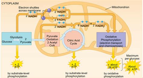 [solved] Diagram All Steps Of Cellular Respiration Including