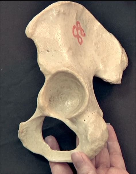 Coxal Bone Labeling Diagram Quizlet