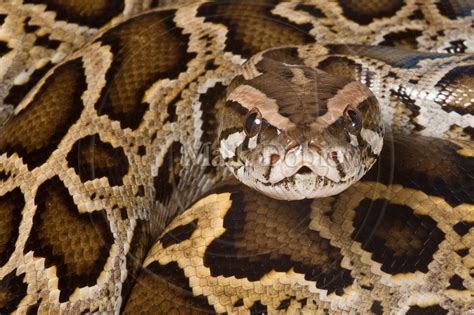 calphotos python bivittatus progschai dwarf burmese python