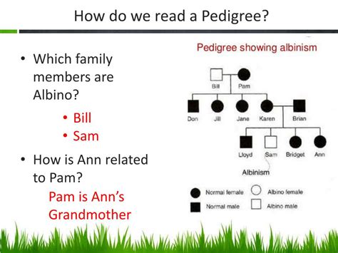 ppt pedigree charts powerpoint presentation free download id 2148184