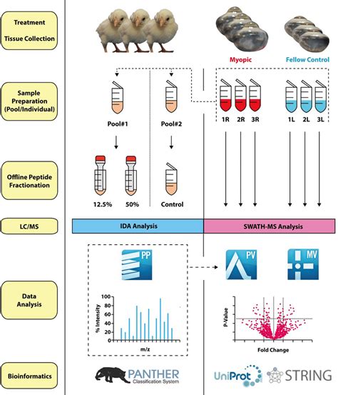 A Schematic Diagram Showing The Workflow Of Proteomic Analysis The