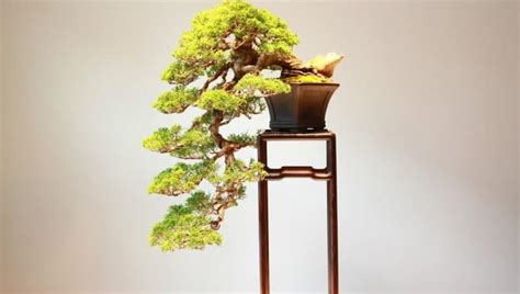 How To Take Care Of Japanese Juniper Bonsai Our Guide Book Nayturr