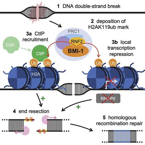 Bmi 1 Regulates Dna End Resection And Homologous Recombination Repair