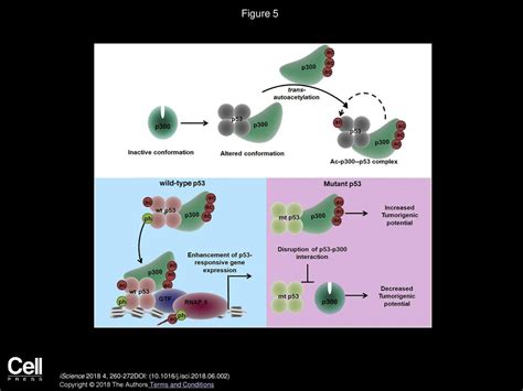 Mutant And Wild Type Tumor Suppressor P53 Induces P300 Autoacetylation