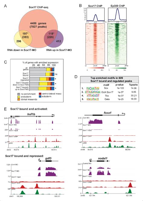 Chip Seq Identifies Sox17 Bound Enhancers And Direct Transcriptional