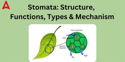 Stomata Diagram Function Definition Structure Types