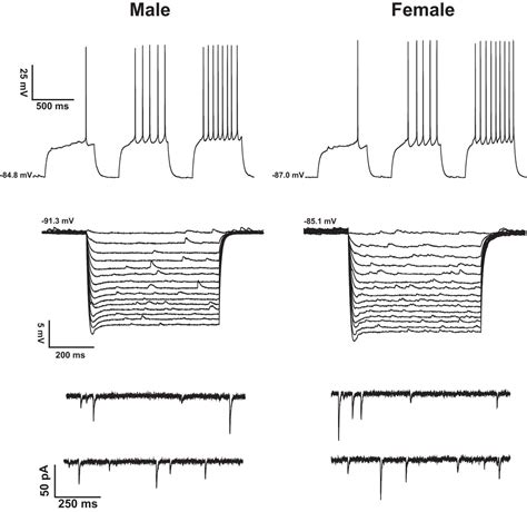 no evidence for sex differences in the