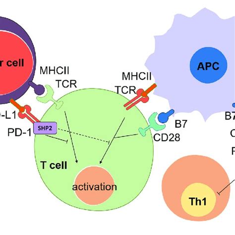 The Oncogenic Role Of Shp2 In Tumor Immune Microenvironment Shp2