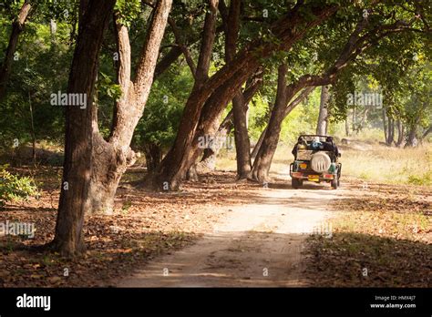 Tala India January 09 2015 A Safari Jeep On A Trail Through
