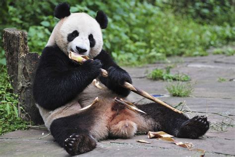 bear necessities scientists explain how pandas survive eating just