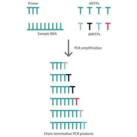 Dna Sequencing Methods From Sanger To Ngs Integra