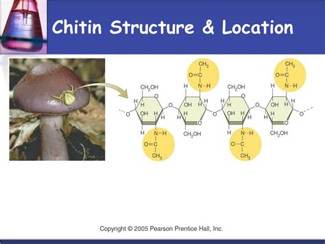 ppt ch 3 biological molecules biomolecules powerpoint presentation