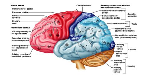 Functional Areas Of Cerebral Cortex New
