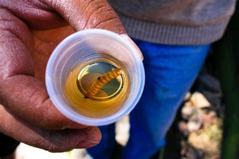Should You Eat A Tequila Worm