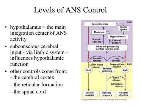 central nervous system the autonomic nervous system