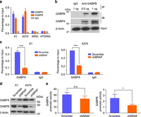 Braf V600e Promoted Gabp Binding To Mutant Tert Promoter By