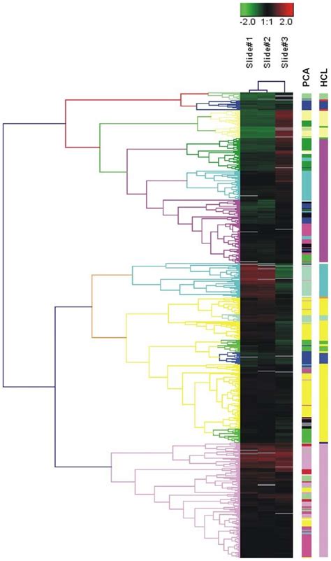 unsupervised hierarchical cluster analysis diagram based on 529 probe