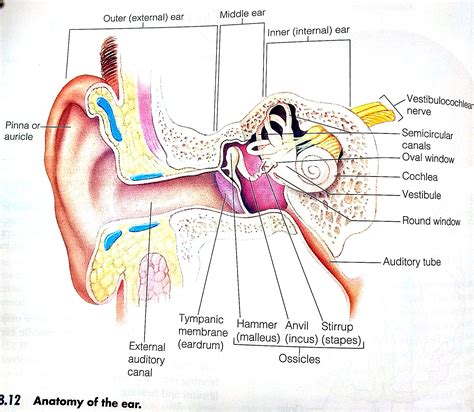 [solved] describe the anatomical structures of the ear then discuss