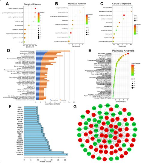 Go Functional Annotation And Kegg Pathway Enrichment Analyses And Hub