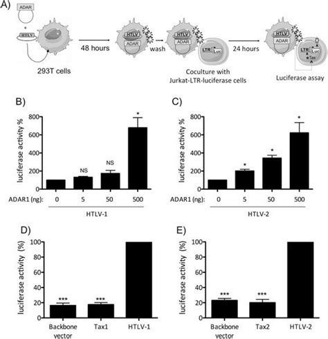 Adar1 Expression Does Not Affect Viral Infectivity A 293 T Cells Download Scientific