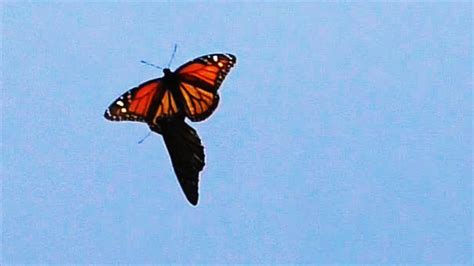 Butterflies Mating Fyv Youtube