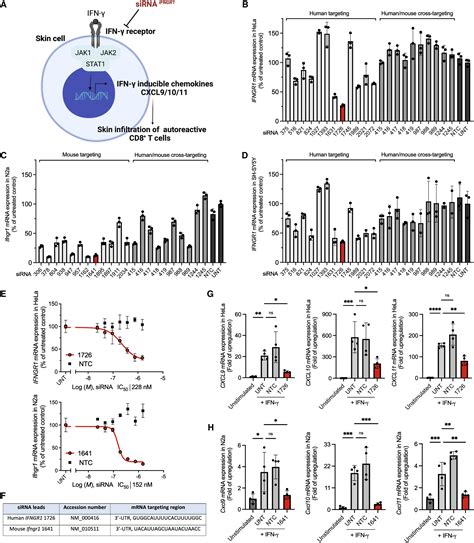 Rnai Based Modulation Of Ifn γ Signaling In Skin Molecular Therapy