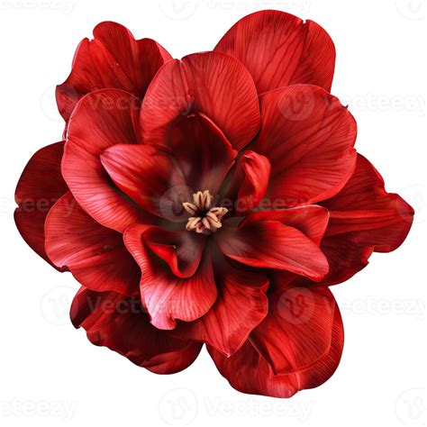 Dark Red Flower Pngs For Free Download
