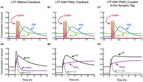 frontiers comparing theories for the maintenance of late ltp and long