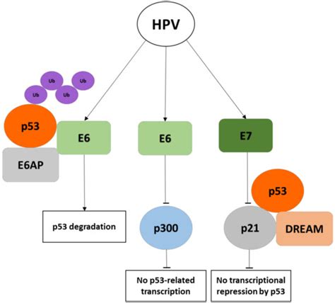 Cancers Free Full Text Human Oncoviruses And P53 Tumor Suppressor