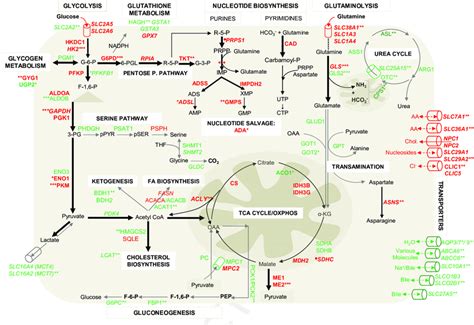 Schematic Representation Of Biochemical Pathways In Hcc Using