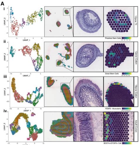 Spatial Transcriptomics Publications Youll Want To Read 10x Genomics