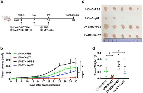 B7 H3 Overexpressing Cc Cells Resist Vδ2 T Cell Mediated Cytotoxicity