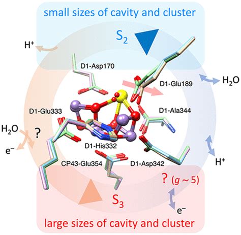Roles Of The Flexible Primary Coordination Sphere Of The Mn4caox