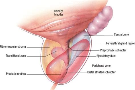 Prostate Gland Zones