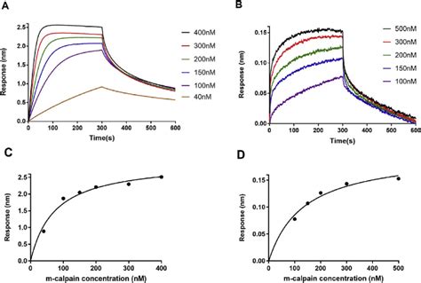 Biolayer Interferometry Was Used To Monitor The Binding Kinetics A And