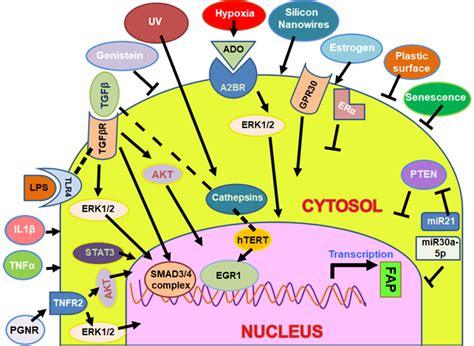 Fap Fibroblast Activation Protein Alpha