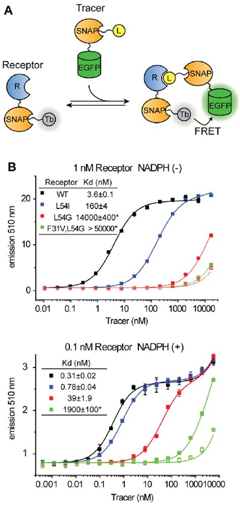 Snap Based Tr Fret Titration Assay A Scheme Of The Titration Binding