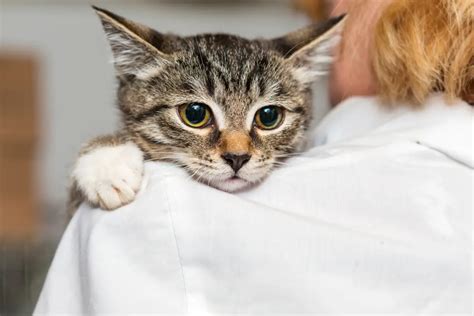 猫を飼いたいのですが、せっかくなので「保護猫」をお迎えするつもりです。高額請求する怪しい団体もあるそうですが本当ですか？ お迎えの費用はどれ